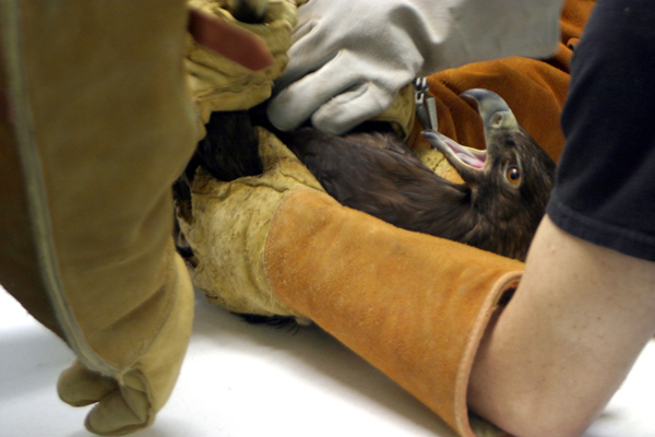 Union University/Cypress Grove Partnership